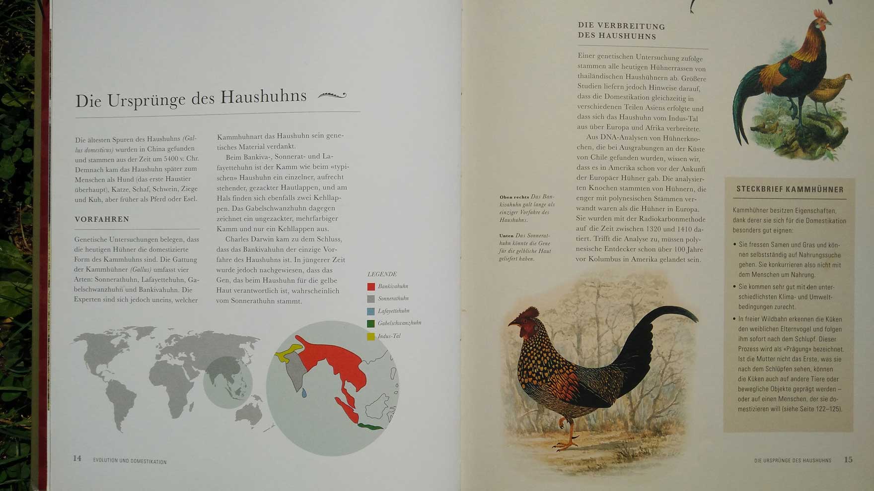 Das HUHN » Hühner-Blog.de